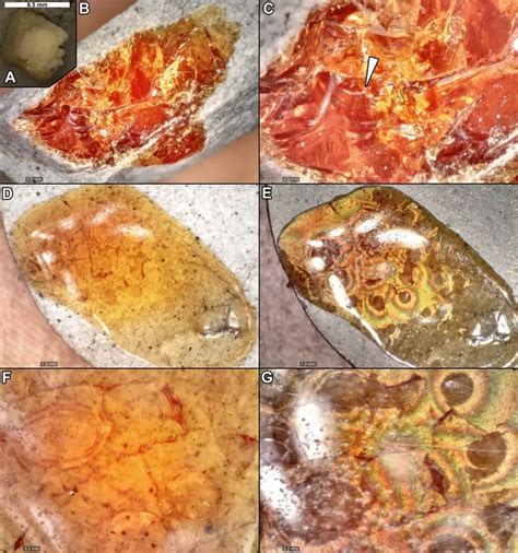Unlocking The Secrets Of Amber Scientists Recreate Fossilized Tree Unlocking The Secrets Of Amber Scientists Recreate Fossilized Tree