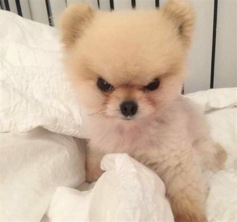 화난 포메짤의 진실 아기 강아지 귀여운 강아지 배경 귀여운 개