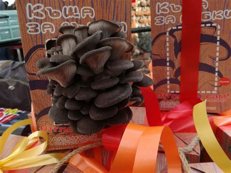 Гъбена градина Един друг поглед към гъбарството Facebook