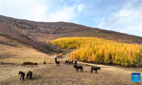 Autumn Scenery In Chifeng City N Chinas Inner Mongolia Global Times