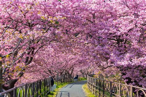 河津桜満開 絶景事典