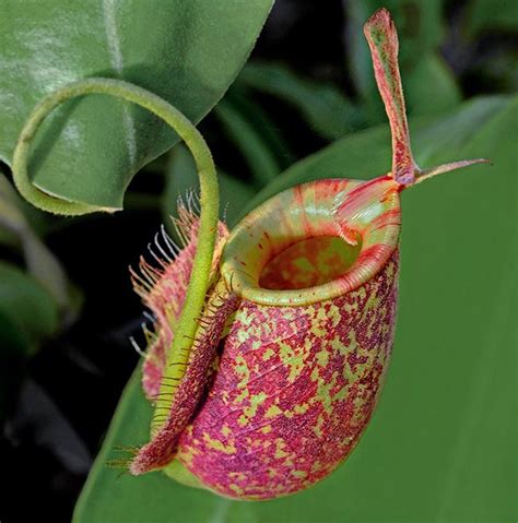 Nepenthes Ampullaria Monaco Nature Encyclopedia