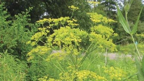 Warning Wild Poisonous Parsnip Is Dangerous And Invasive Deanshanger Allotments Warning Wild Poisonous Parsnip Is Dangerous And Invasive Deanshanger Allotments