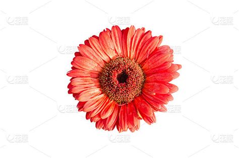 非洲菊的花