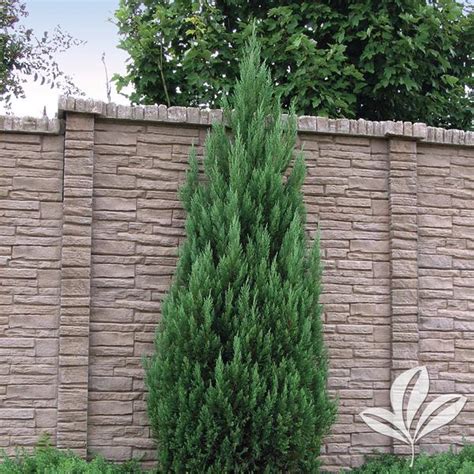 Juniper Blue Point Juniperus Shop Sugar Creek Gardens