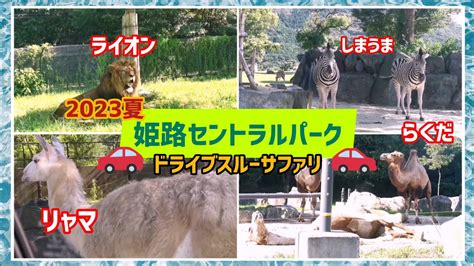 【旅行記vlog】姫路セントラルパーク姫センのドライブスルーサファリに1歳、3歳の子供と動物を観に行ってきた Youtube
