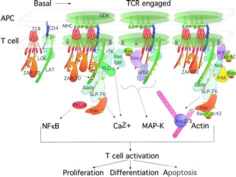 Signaling Takes Shape In The Immune System Cell
