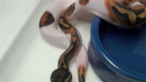 Introducing My New Piebald Ball Python Youtube