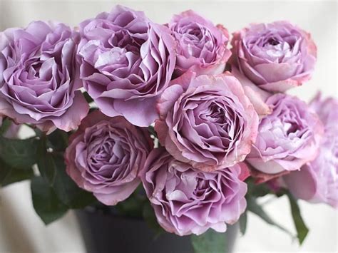 Rose Color Meanings For Red White Pink Yellow And More