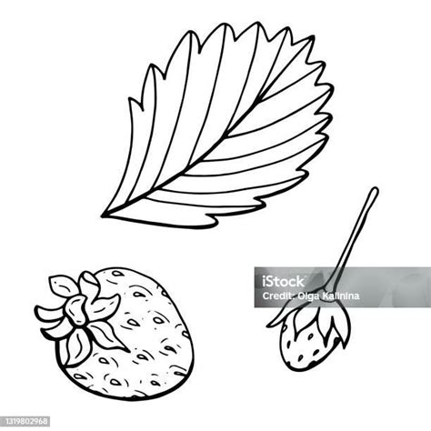 딸기 베리와 잎의 선형 세트 흰색 배경 격리 라인 아트 벡터 그림입니다 0명에 대한 스톡 벡터 아트 및 기타 이미지 0명 개체 그룹 건강한 식생활 Istock