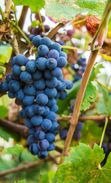 Uva Comida Biología Foto Gratis En Pixabay