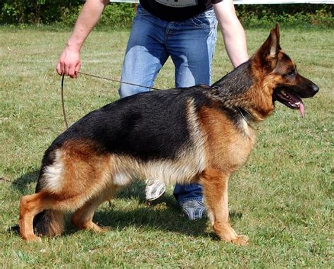 Племенной питомник немецкой овчарки "v. Roten Blitz". Carlo vom ...