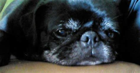 Up Down Pug Dont Care Pugs Like Votes Album On Imgur