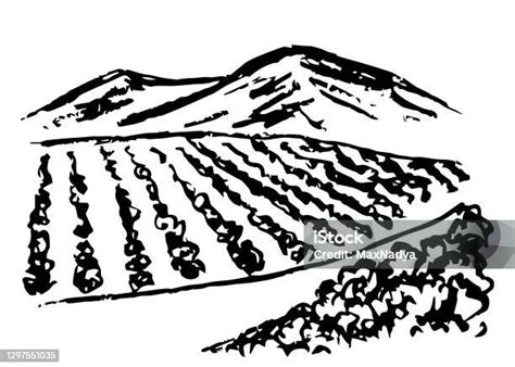 손으로 그린 벡터 간단한 숯 연필 그리기 포도원 풍경 포도 덤불 관점 시골 길 수평선에 산의 윤곽 조각 스타일 라벨 인쇄 와인 목록 라인아트에 대한 스톡 벡터 아트 및 기타