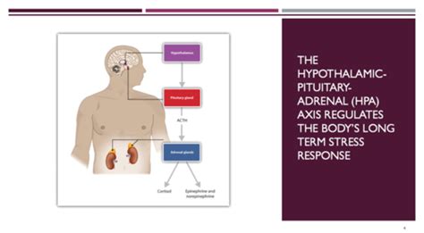 Physiology Hormones Flashcards Quizlet