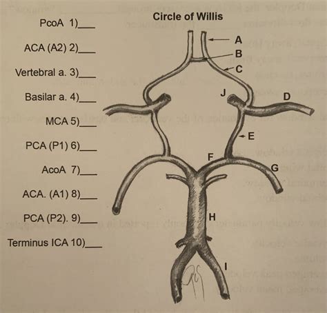 Chapter 15 Transcranial Doppler Diagram Quizlet
