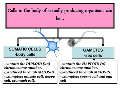 Genetics Of Inheritance Ppt Download