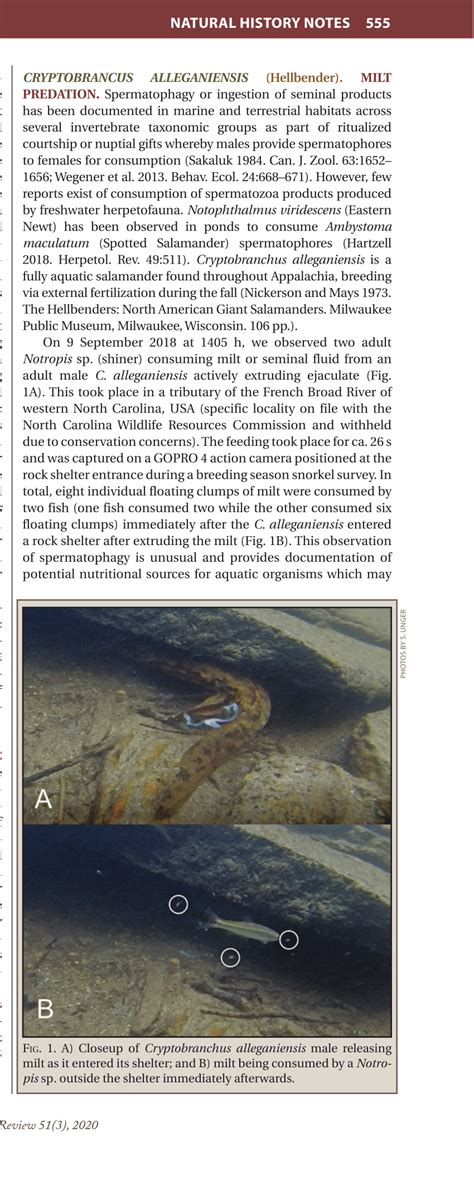 Pdf Cryptobranchus Alleganiensis Hellbender Predation Attempt And
