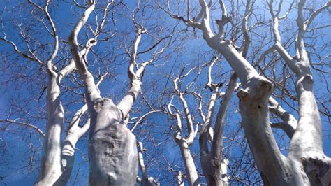 Tree No Leaves Stock Image Image Of Naked Tree Leaves