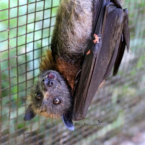 For All Pics Visit Here Batsrule 201806rehab Megabats In
