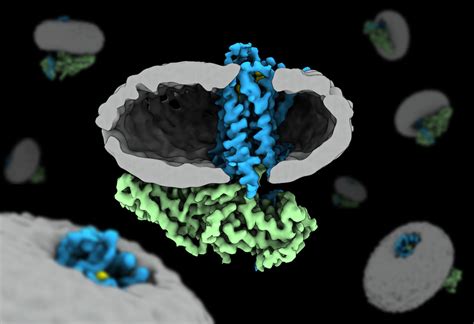 High Resolution Structure Of A Gpcr Arrestin Complex Mrc Laboratory Of Molecular Biology