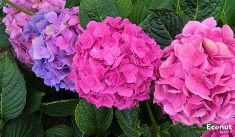 Flowering Archives Econut Plants