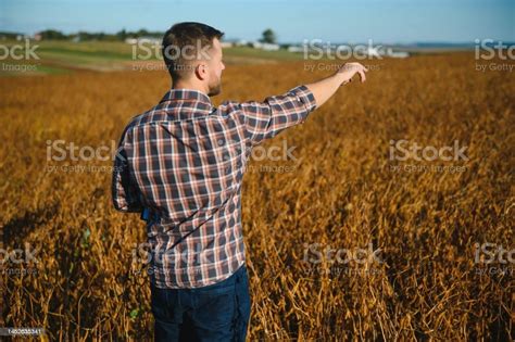 수확 전에 작물을 확인하는 콩밭의 농부 농업 경제학자 유기농 식품 생산 및 재배 검사 보기에 대한 스톡 사진 및 기타 이미지 검사 보기 곡초류 공중 뷰 Istock