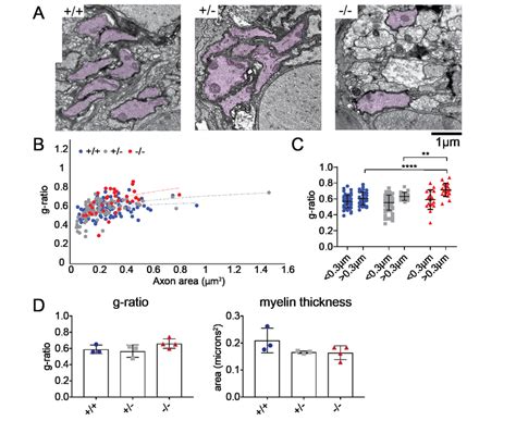 16 Quantification Of Non Mauthner Myelin Sheath Thickness A Example Download Scientific