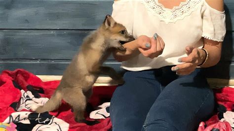 Учу лису правильно кусаться Смотреть онлайн в поиске Яндекса по Видео