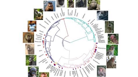 The Science Of Homosexuality Same Sex Behaviour Evolved In Primates As