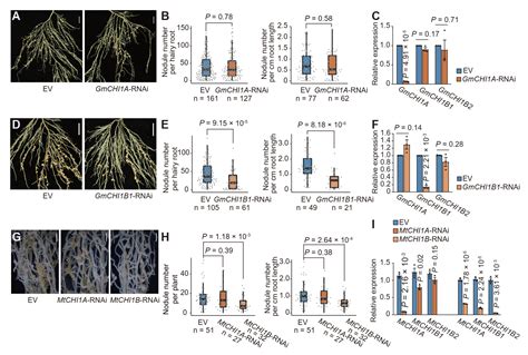 Duplication And Sub‐functionalization Of Flavonoid Biosynthesis Genes