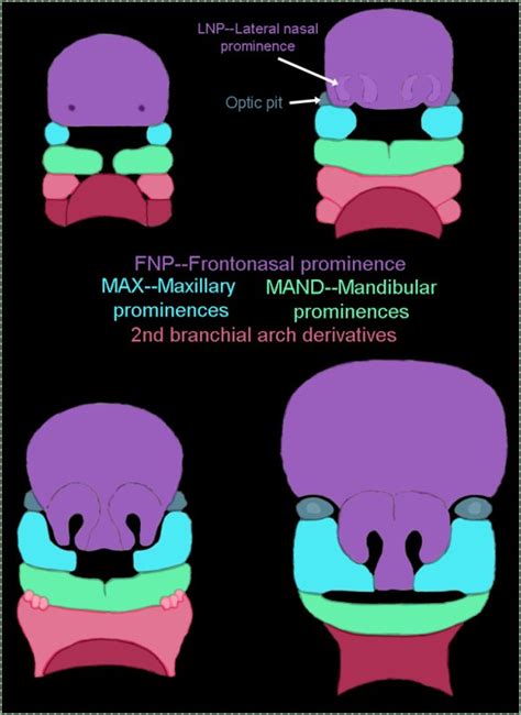 Maxillary Process Embryology