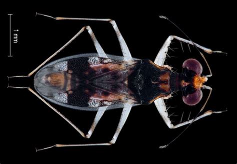 Cabol Caucasus Barcode Of Life On Linkedin Leptopus Hispanus And