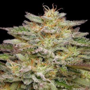 Golden Sands Humboldt Seed Co Graines Cannabis