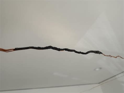 What Are These Bug Eggs At First I Thought Our String Lights Were