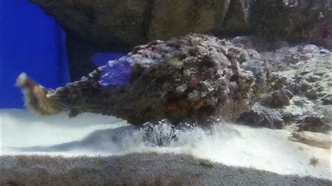 рыба камень Youtube