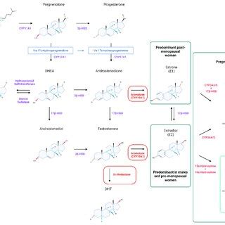 PDF The Influence Of Sex Hormones In Liver Function And Disease