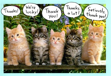 Thank You Cat Meme