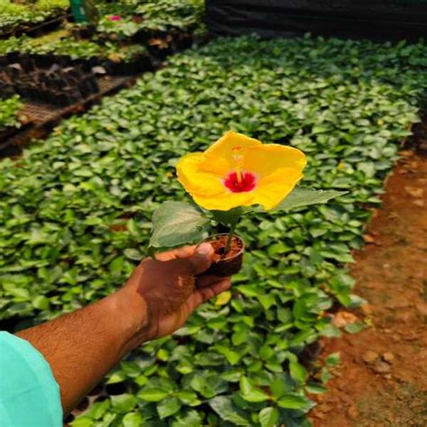 Dwarf Hibiscus Plant