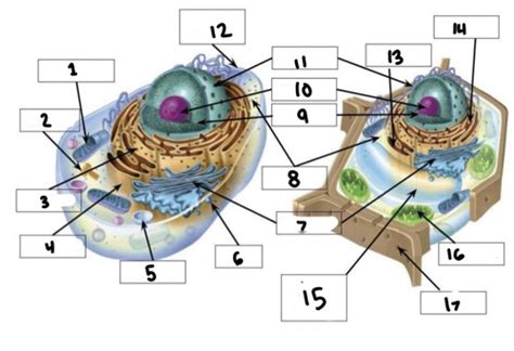 Cells Flashcards Quizlet