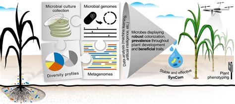 Frontiers From Microbiome To Traits Designing Synthetic Microbial Communities For Improved