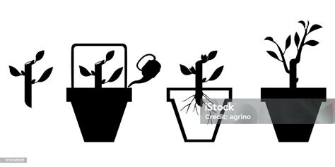 Scheme Rooting Cuttings Stock Illustration Download Image Now Plant