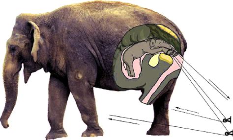 Elephant Reproductive Organs Pictures