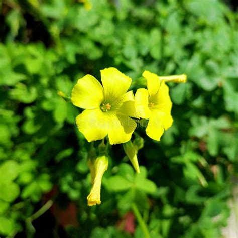 Bermuda Buttercup A Species Of Wood Sorrels Its Botanical Name Is Oxalis Pes Caprae Stock
