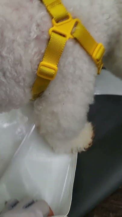 엄마 의자에 앉을거야 Youtube