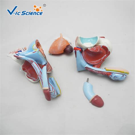 남성 생식기 모델 비뇨기 시스템 해부학 모델 의 고품질 남성 생식기 모델 비뇨기 시스템 해부학 모델