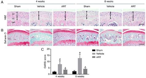 Chondroprotective Effects Of Art On An Aclt Mouse Model At Download Scientific Diagram