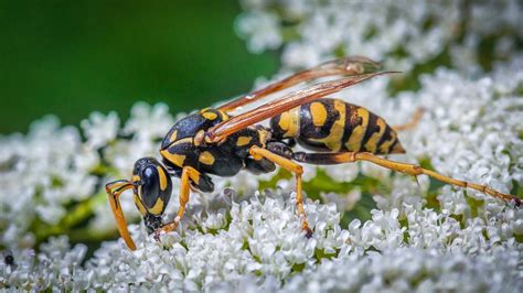 The Different Types Of Wasps Found In The Uk Pest Defence The Different Types Of Wasps Found In The Uk Pest Defence