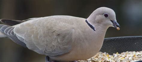 The Ringnecked Dove Critter Science