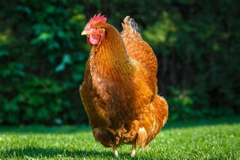 New Hampshire Red Chicken Breed Profile The Hip Chick